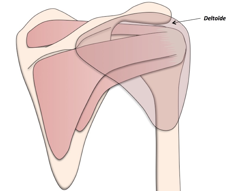 Anatomie de l'épaule - Clinique Ostéo Articulaire des Cèdres - Grenoble